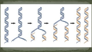 AS Biology - How DNA works? | PPTX