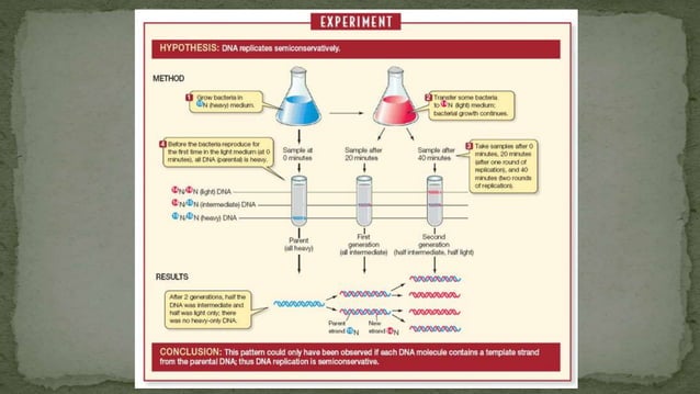 AS Biology - How DNA works? | PPTX | Chemistry | Science