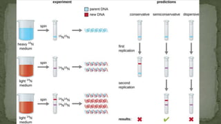 AS Biology - How DNA works? | PPTX
