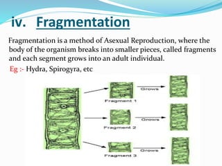 How do all organism reproduce | PPT