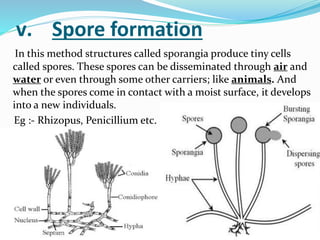 How do all organism reproduce | PPT