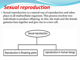 How do all organism reproduce | PPT