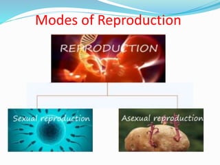 How do all organism reproduce | PPT