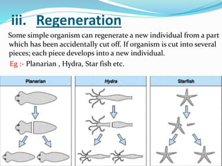 How do all organism reproduce | PPT
