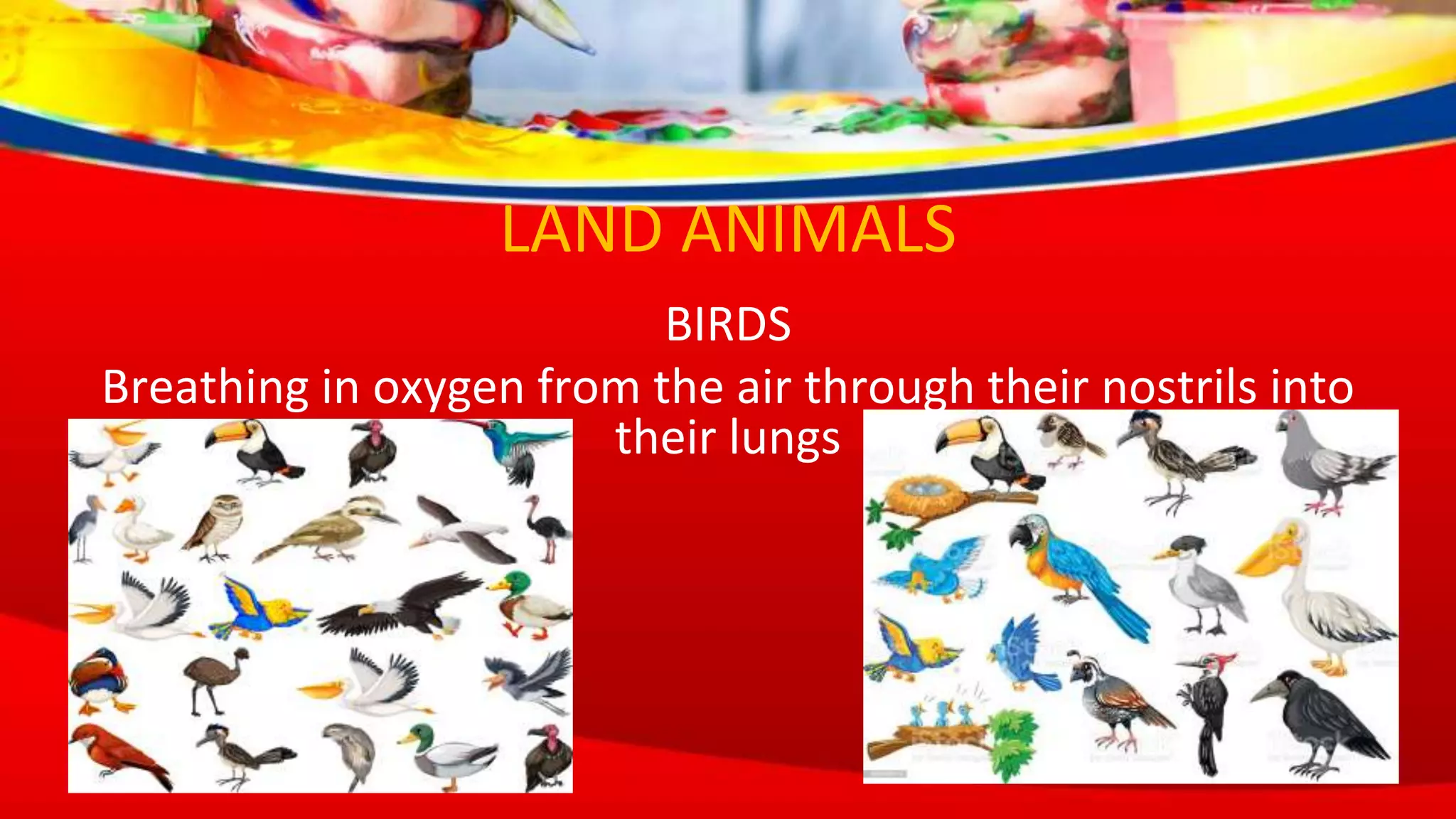 HOW DO ANIMALS BREATH_ P5.pptx