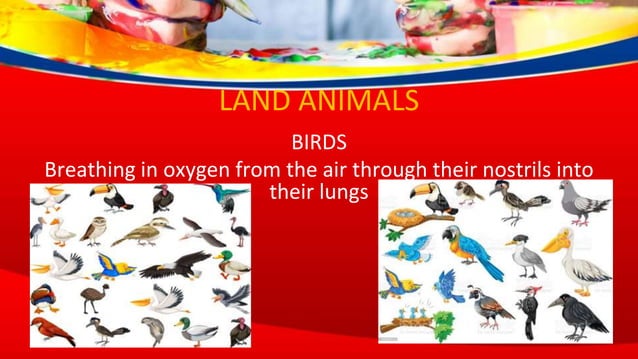HOW DO ANIMALS BREATH_ P5.pptx | Lung and Respiratory Health | Diseases ...