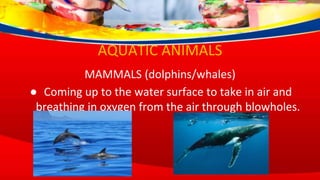 HOW DO ANIMALS BREATH_ P5.pptx | Lung and Respiratory Health | Diseases ...