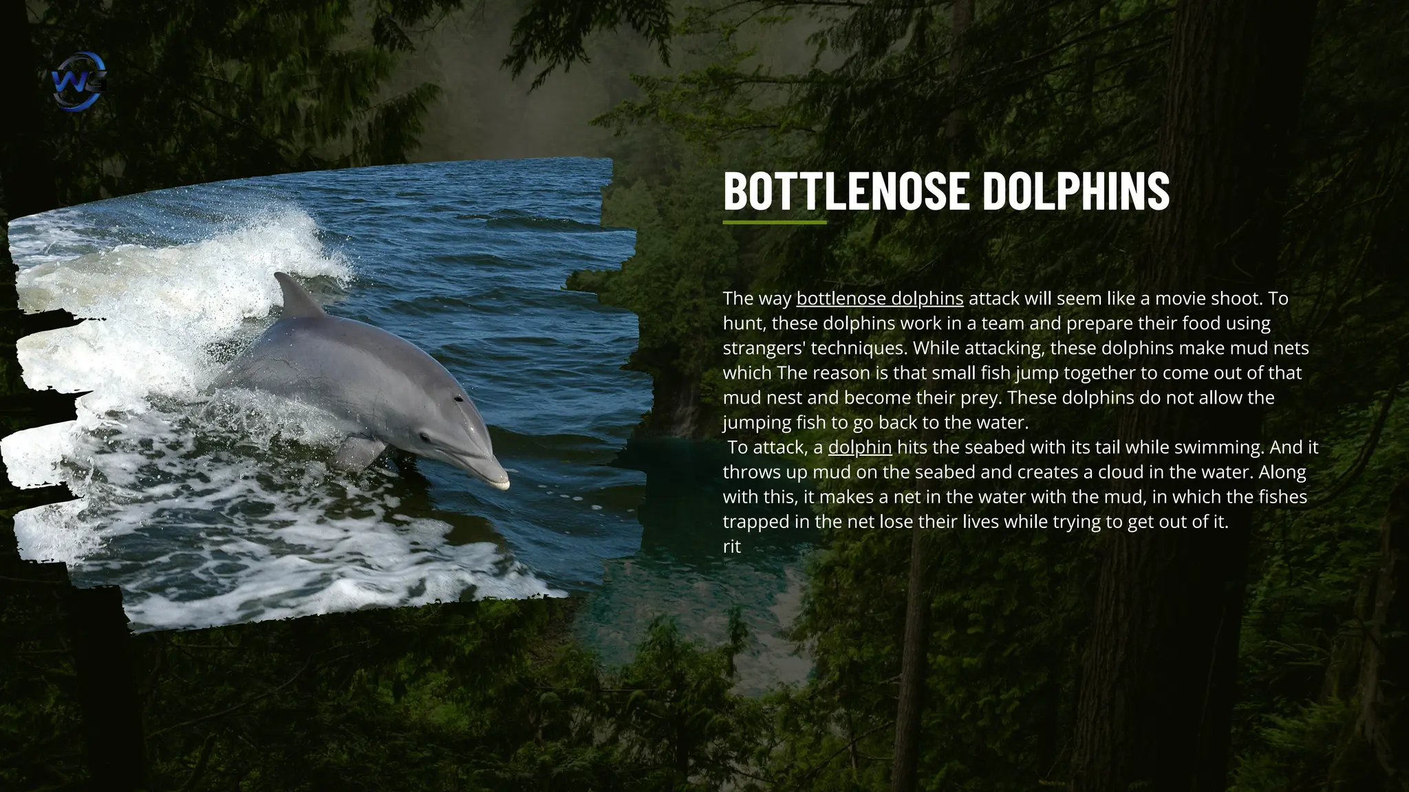 See How do animals kill their prey for food | PDF