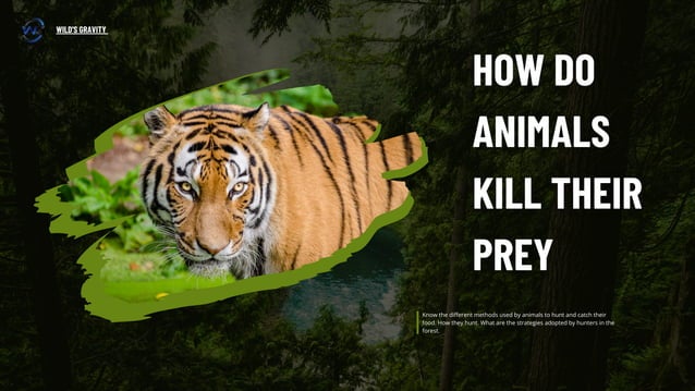See How do animals kill their prey for food | PDF | Birds | Pets