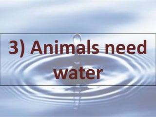 How do animals meet their needs | PPTX