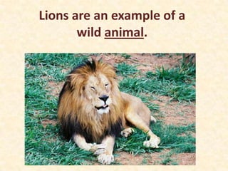 How do animals meet their needs | PPT