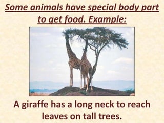 How do animals meet their needs | PPT