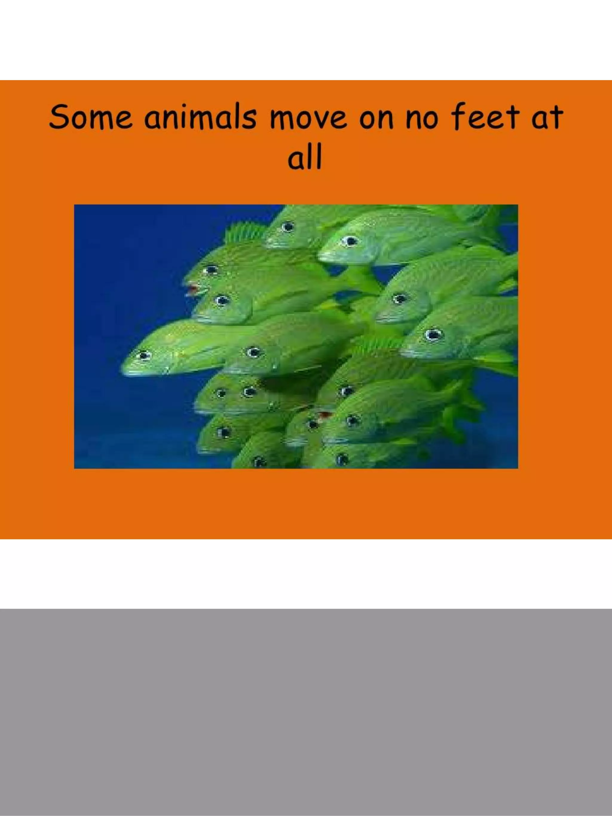 How do animals move | PPTX