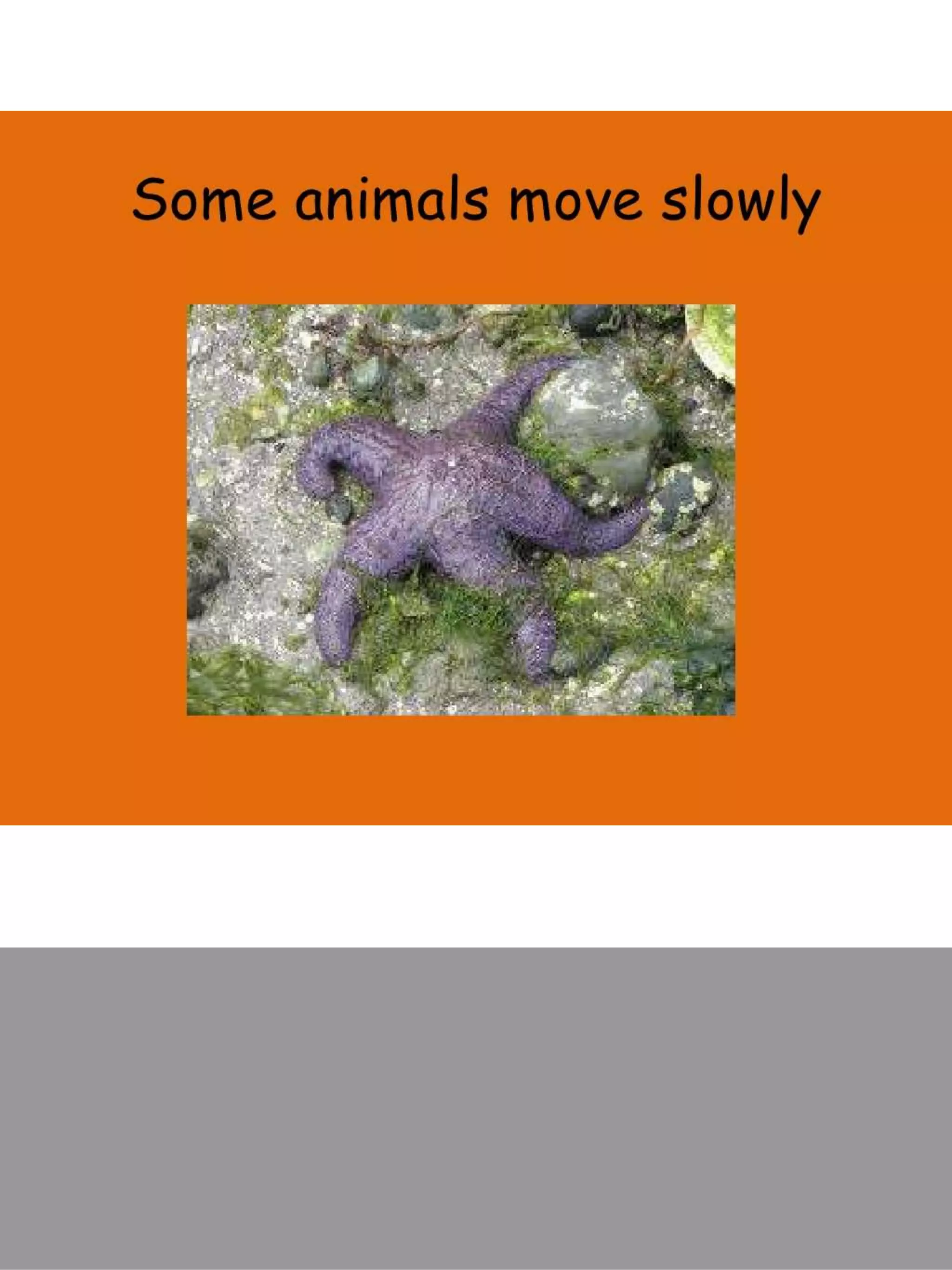 How do animals move | PPTX