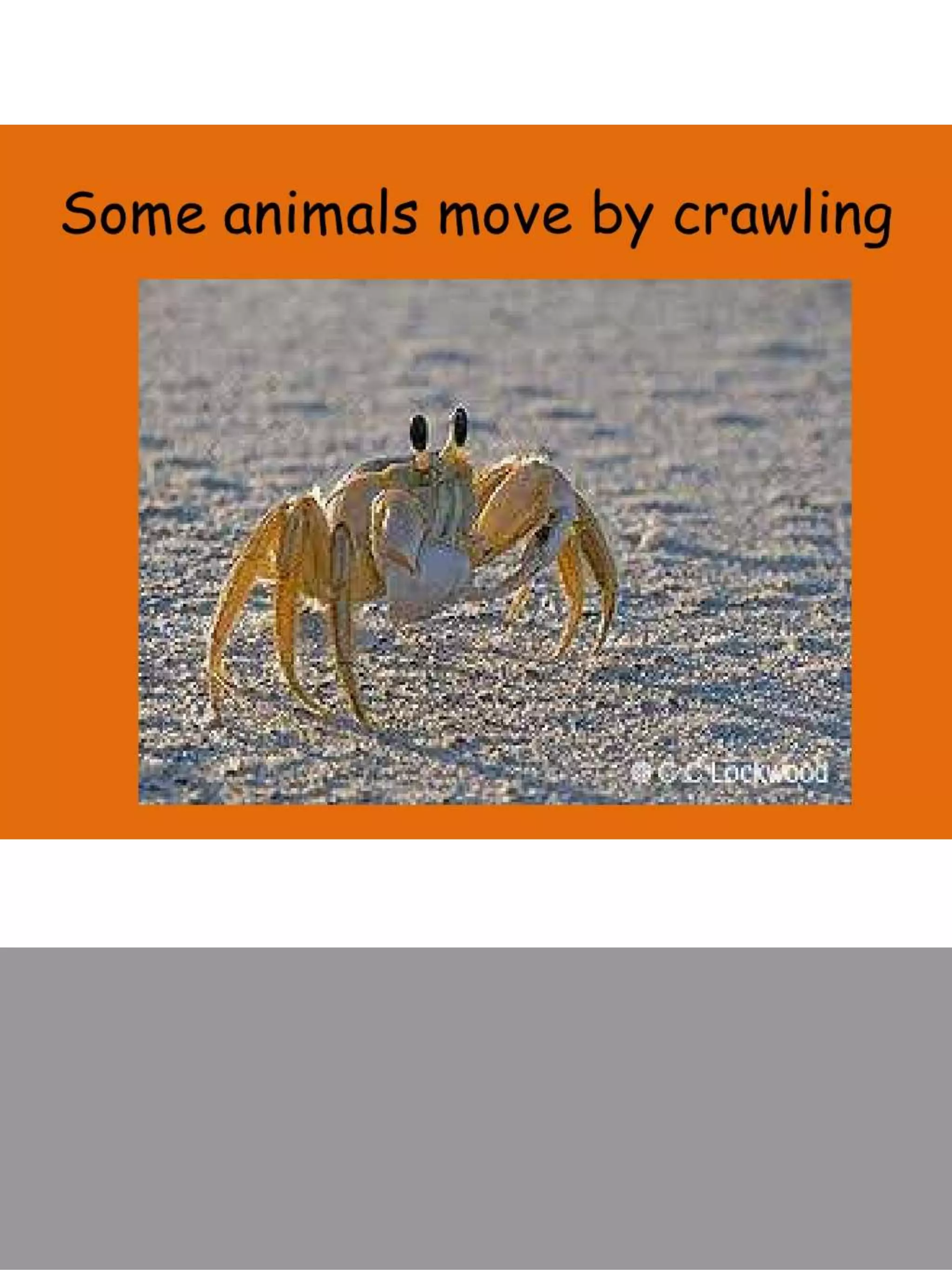 How do animals move | PPTX
