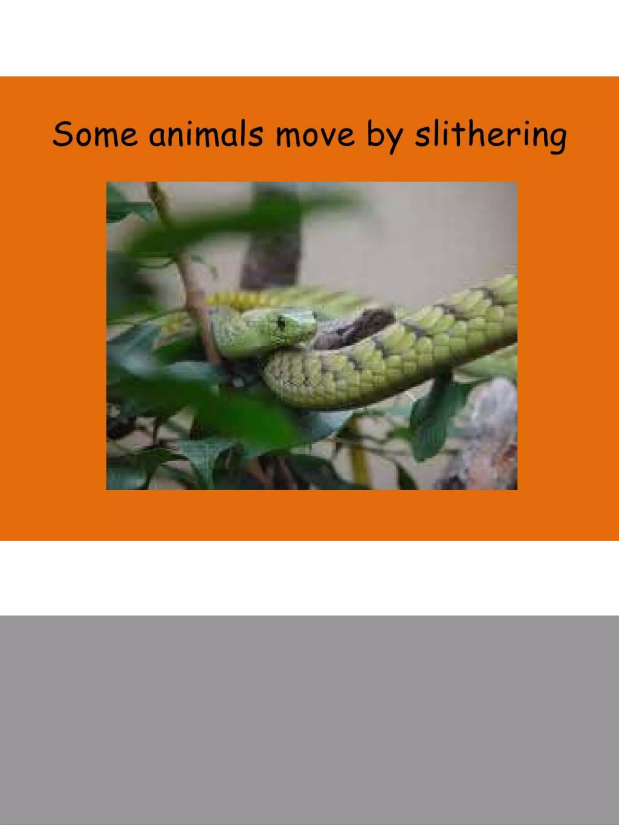 How do animals move | PPTX