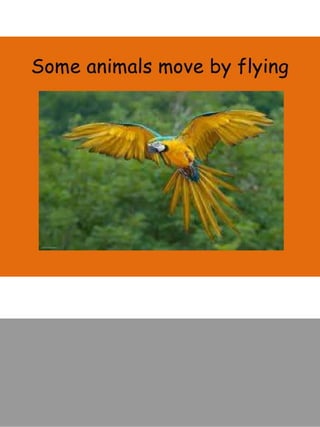 How do animals move | PPTX