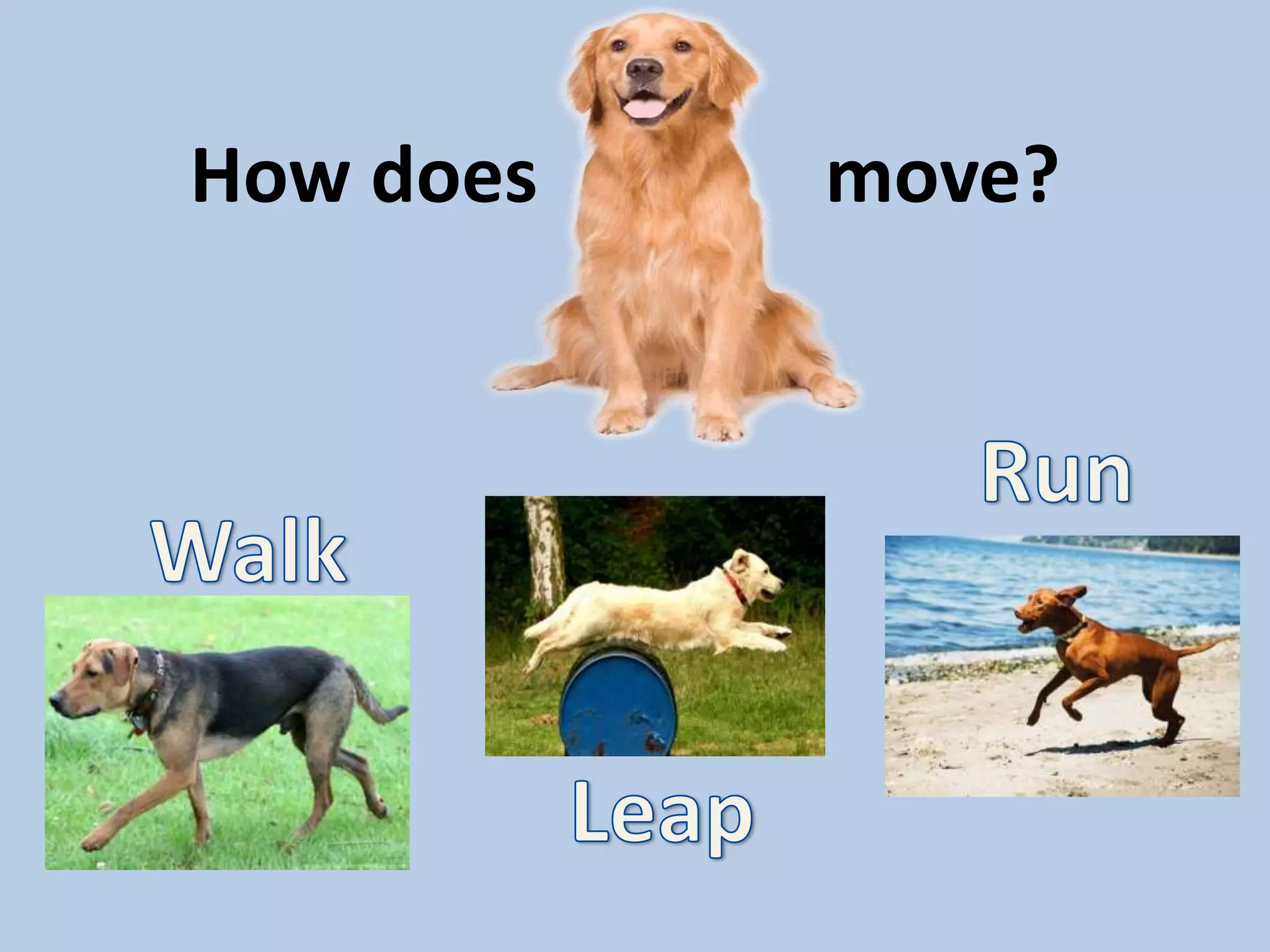 how_do_animals_move_ppt[1].ppt