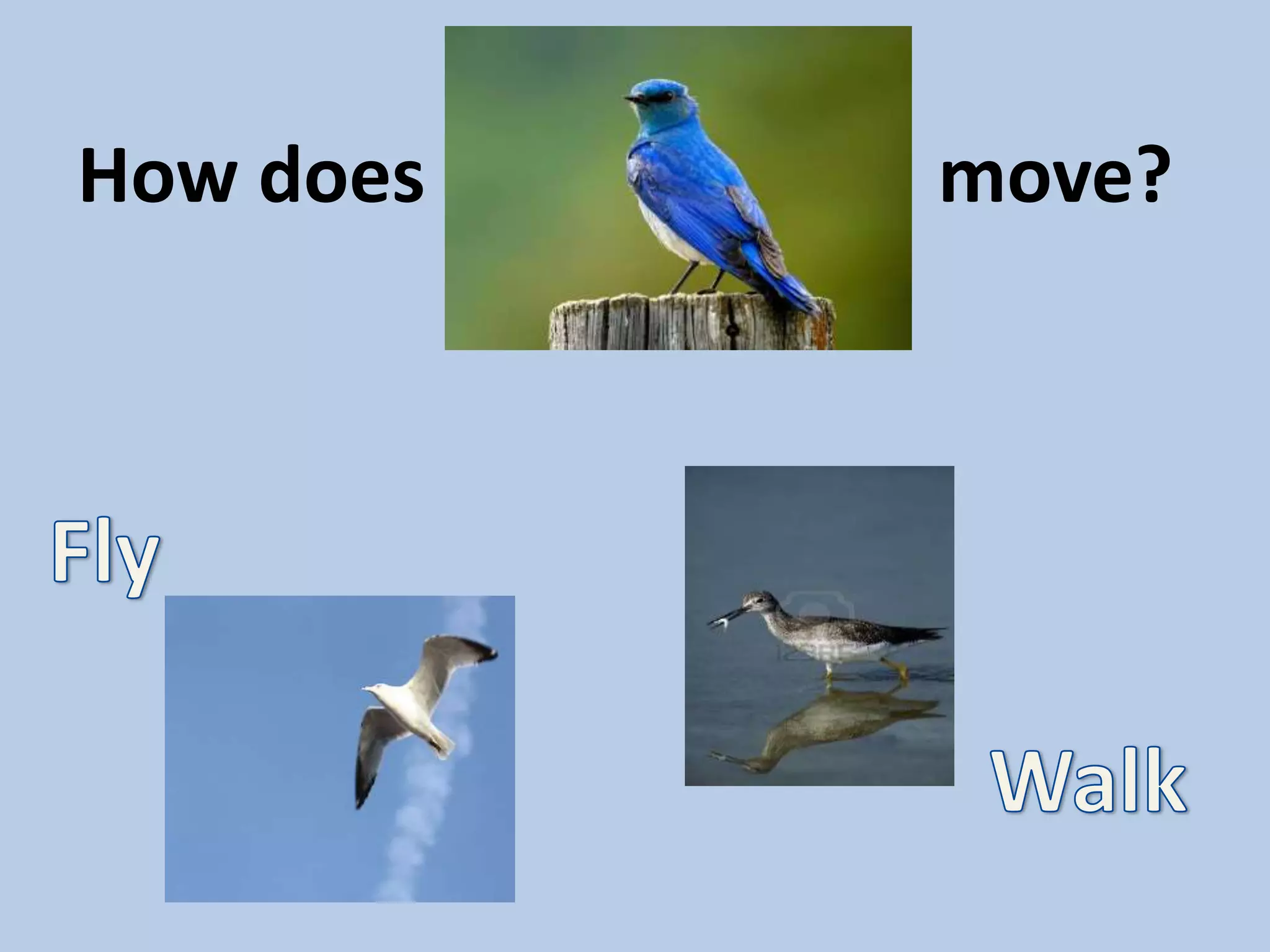 how_do_animals_move_ppt[1].ppt