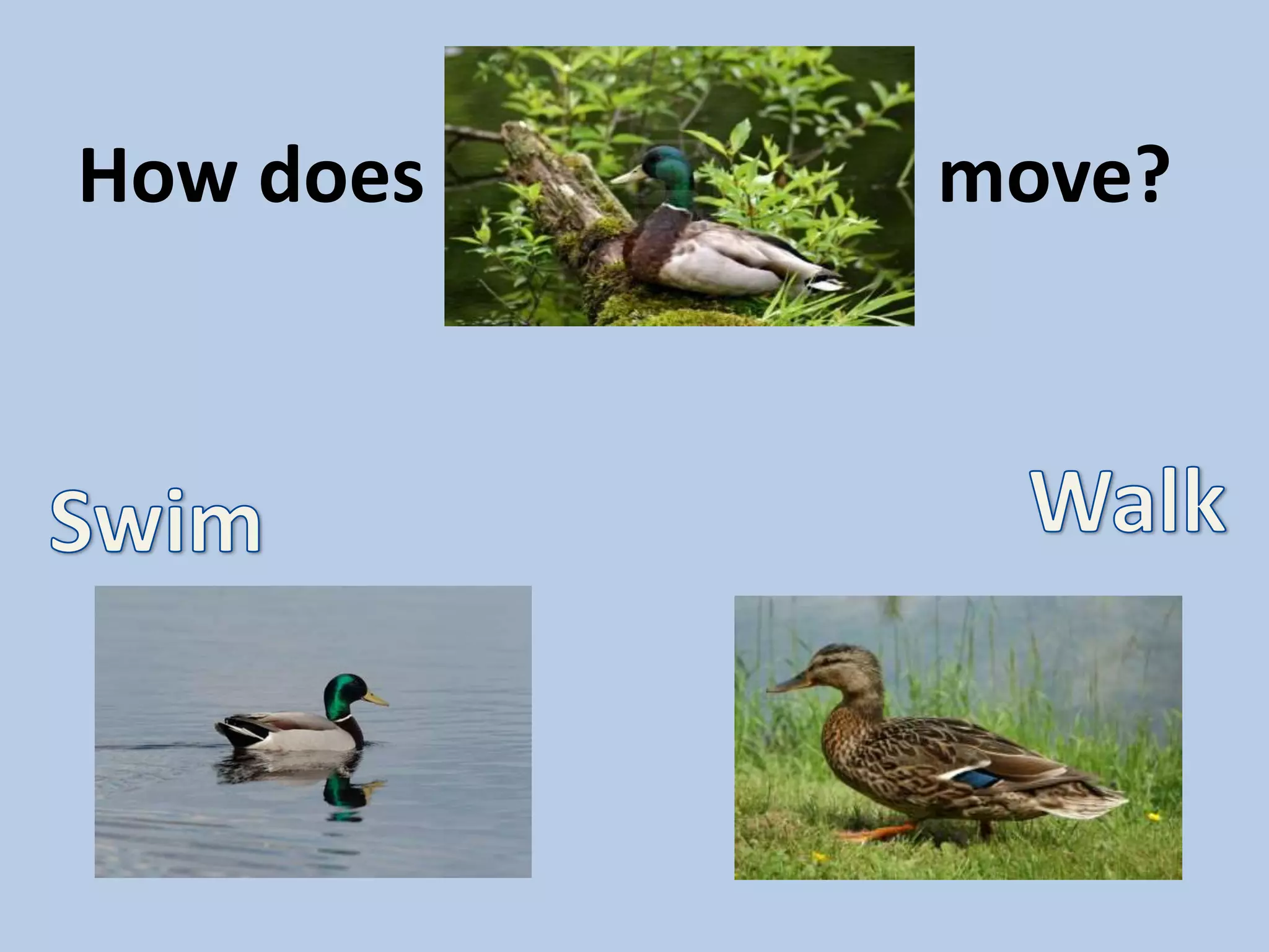 how_do_animals_move_ppt[1].ppt