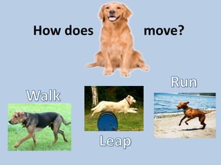 how_do_animals_move_ppt[1].ppt