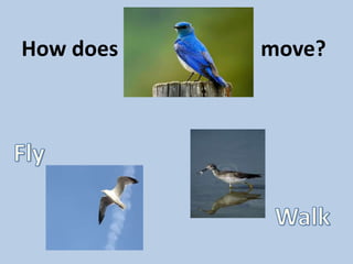 how_do_animals_move_ppt[1].ppt