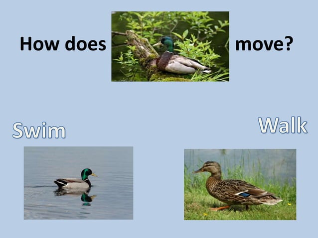 how_do_animals_move_ppt[1].ppt