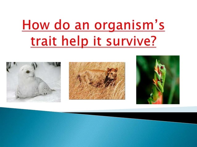 How do an organism’s trait help it survive | PPTX