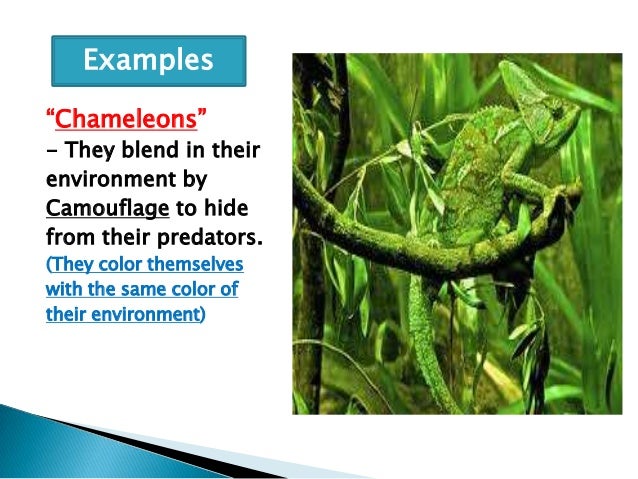 How Do An Organisms Trait Help It Survive 