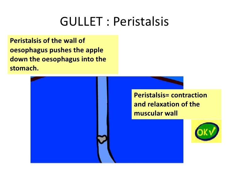 How do apple being digested in human body