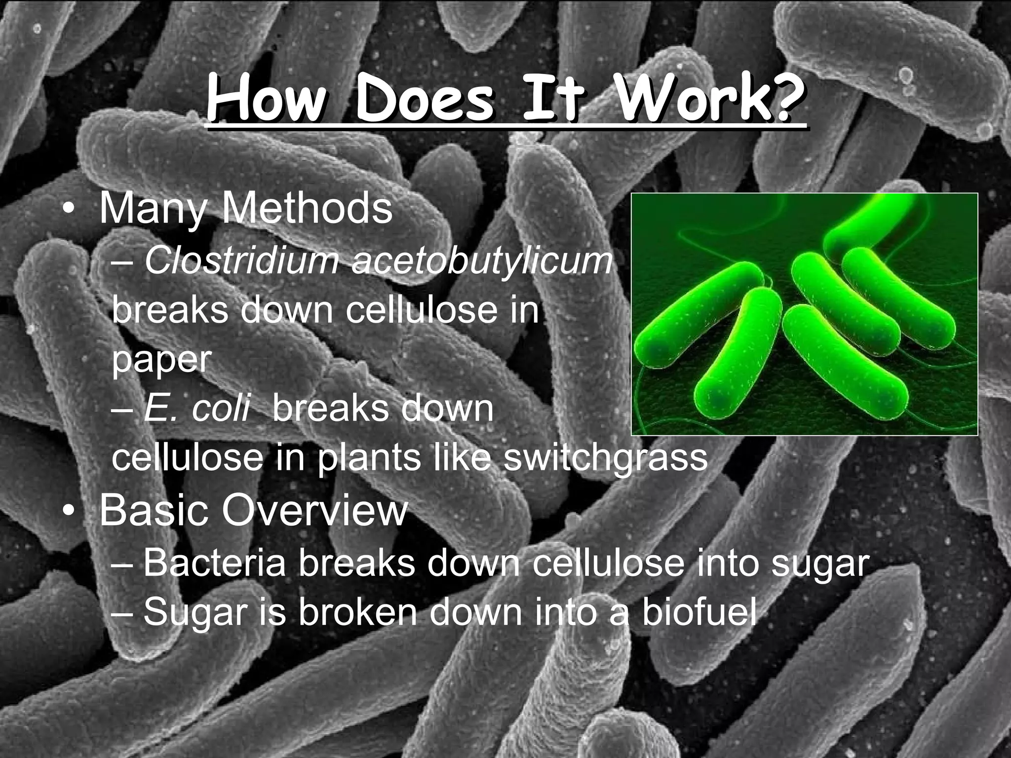 How do bacterium make biofuels | PPT
