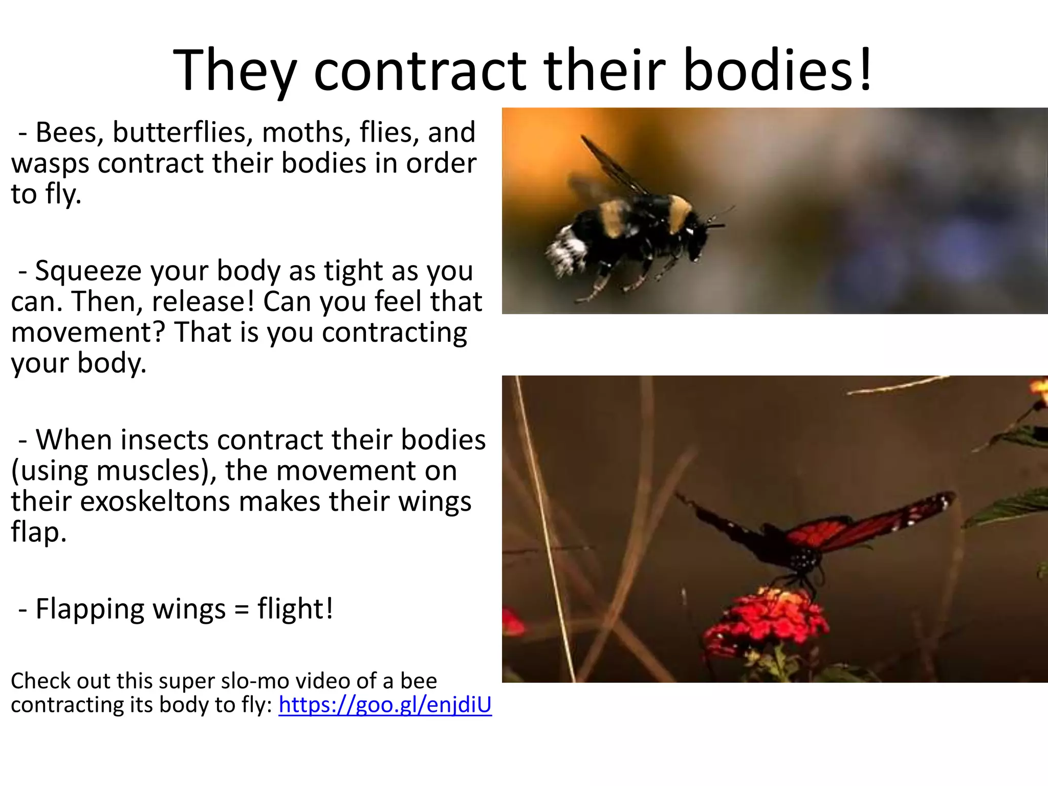 How do butterflies flap their wings presentation | PPTX
