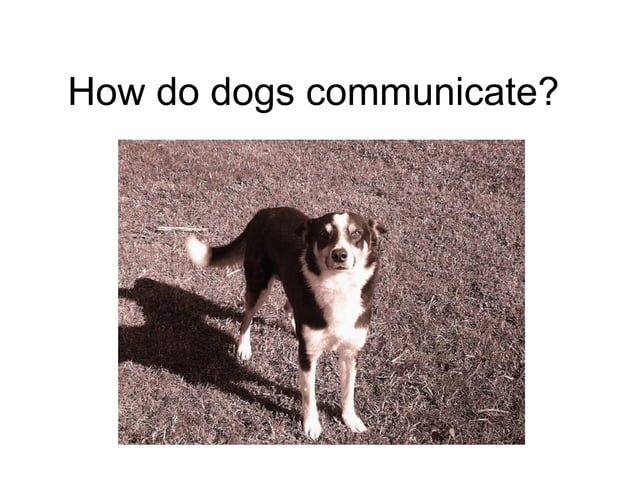 How do dogs communicate | PPT | Dogs | Pets