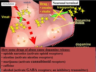 How does addiction occur. | PPT