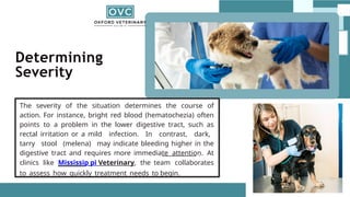 How Does a Vet Diagnose & Treat Dog Blood in Stool.pptx