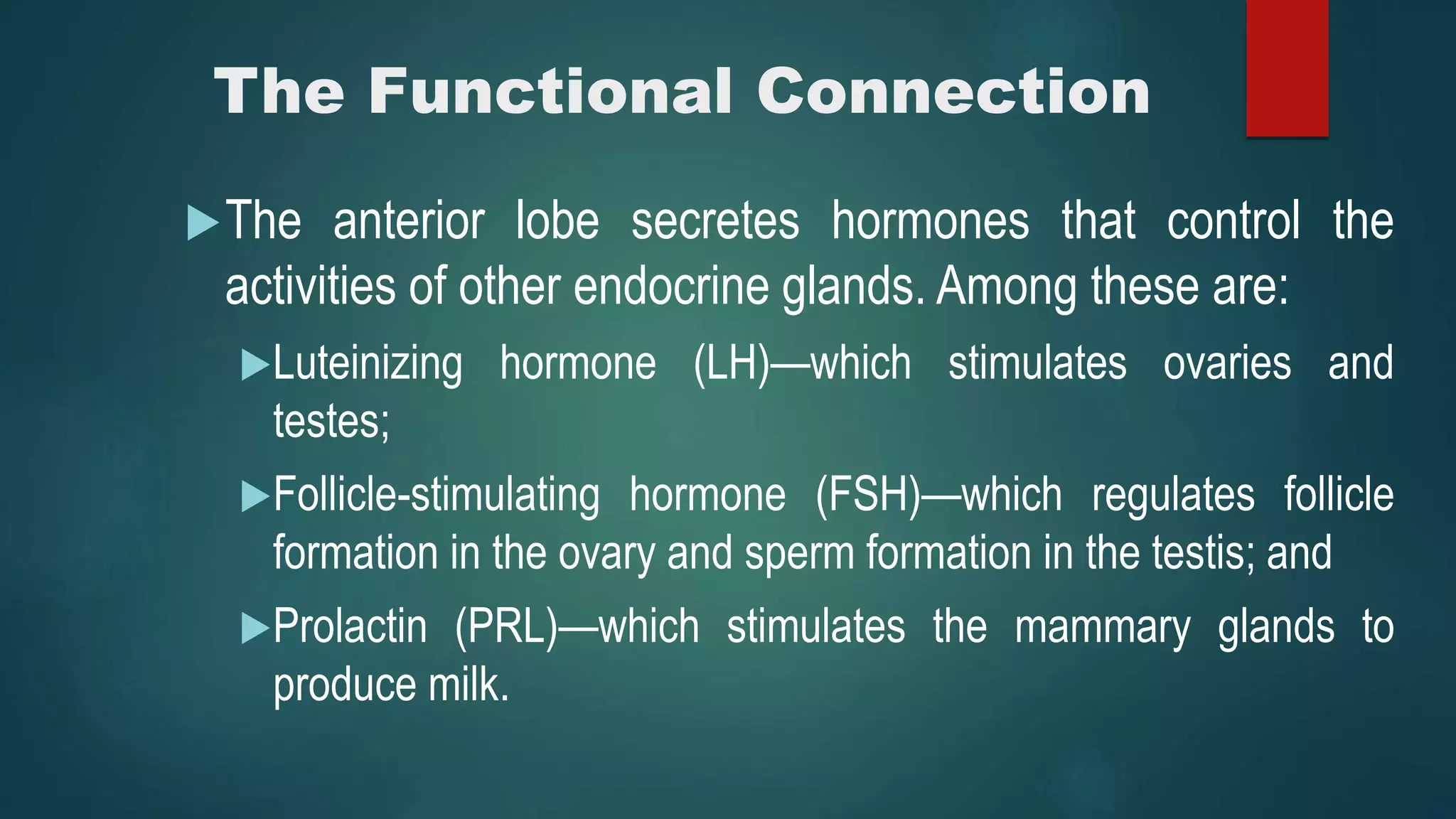 How does endocrine and nervous system works together in maintaining ...