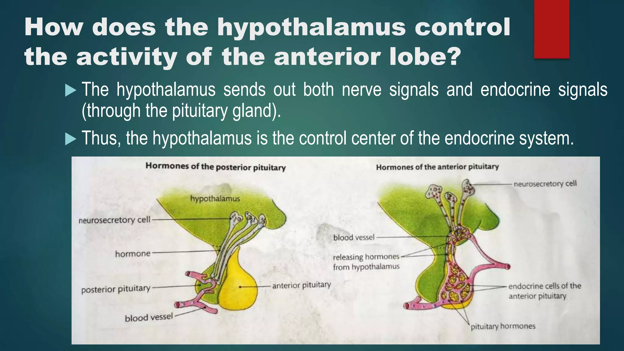How does endocrine and nervous system works together in maintaining ...