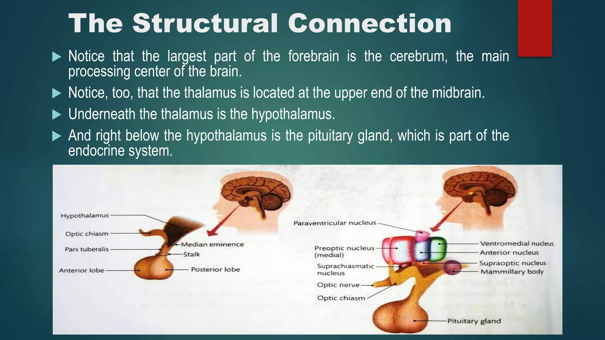 How does endocrine and nervous system works together in maintaining ...
