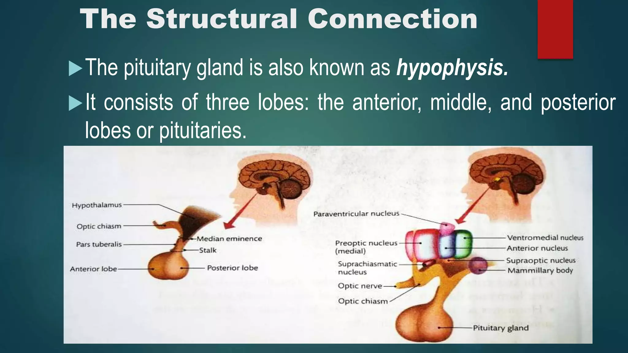How does endocrine and nervous system works together in maintaining ...