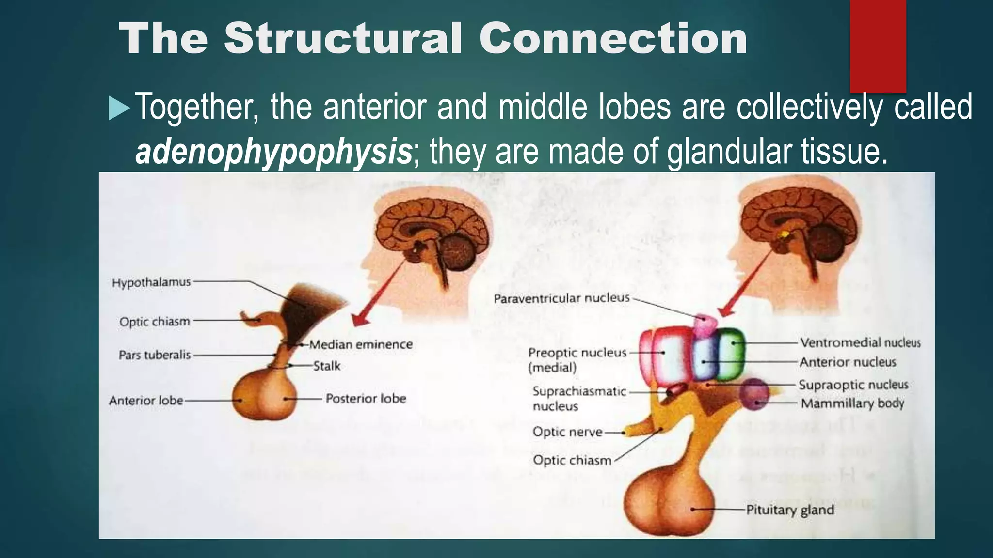 How does endocrine and nervous system works together in maintaining ...