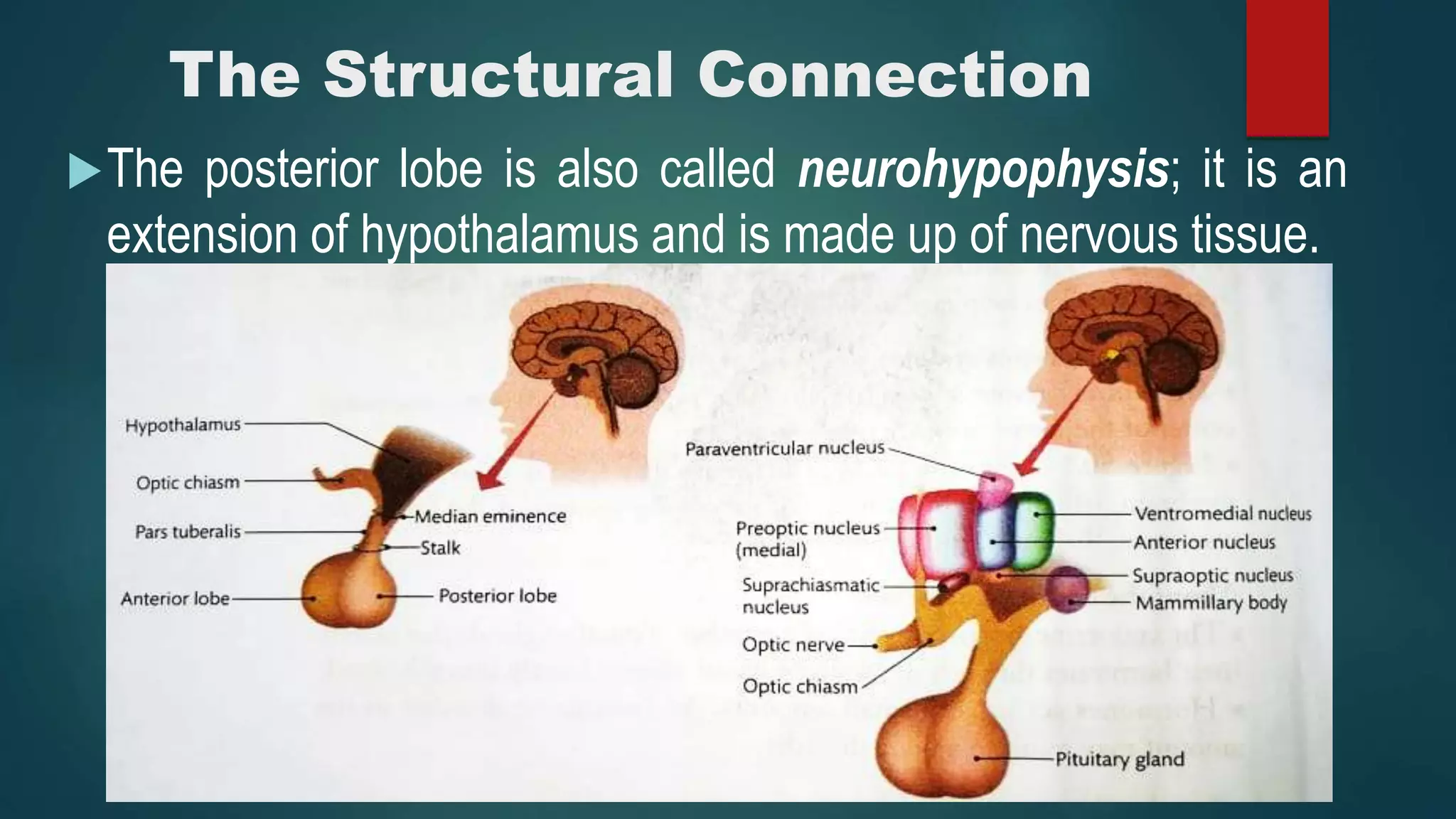 How does endocrine and nervous system works together in maintaining ...