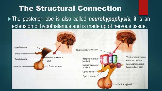 How does endocrine and nervous system works together in maintaining ...