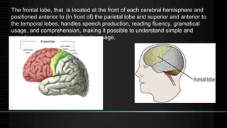 How does reading affects the brain | PPTX