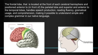 How does reading affects the brain | PPTX | Brain and Nervous System ...