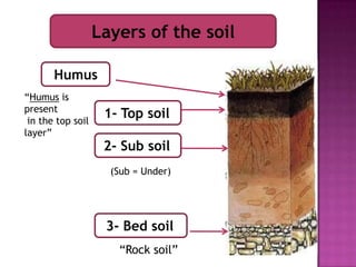 How does soil affect living things | PPTX