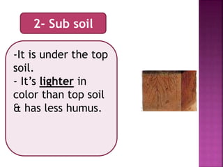 How does soil affect living things | PPT