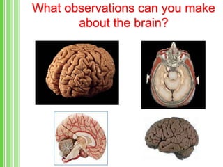HowDoestheBrainDevelop.ppt | Brain and Nervous System Disorders ...