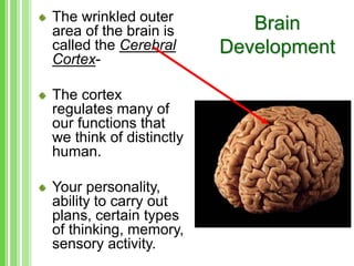 HowDoestheBrainDevelop.ppt | Brain and Nervous System Disorders ...