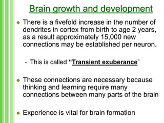 HowDoestheBrainDevelop.ppt | Brain and Nervous System Disorders ...