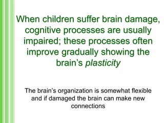 HowDoestheBrainDevelop.ppt | Brain and Nervous System Disorders | Diseases and Conditions